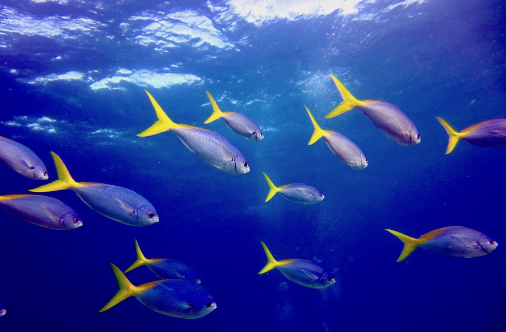 Ocean protection 101 - One Green Deed A Day